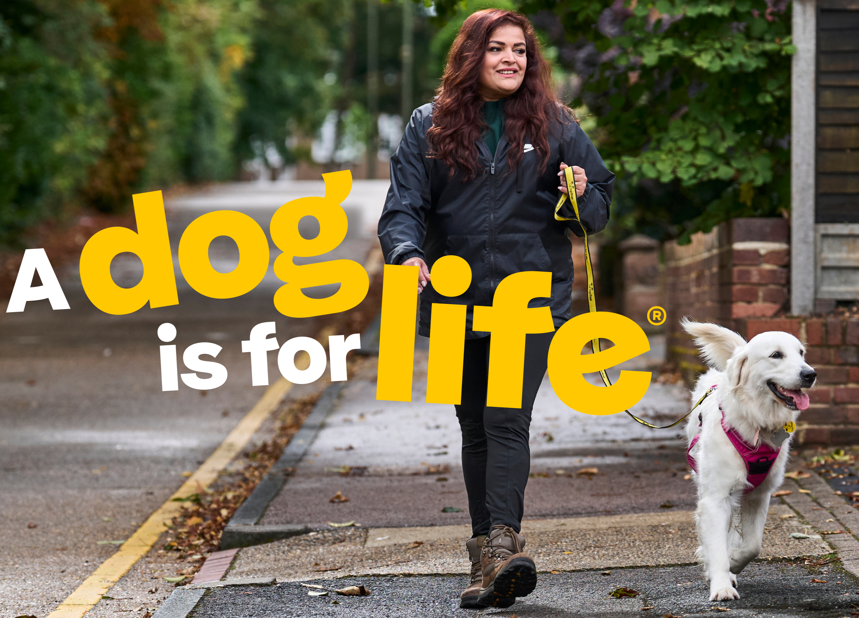 Digital appeal key to Dogs Trust’s first rebrand for six years ...